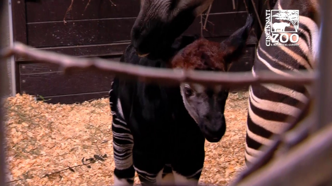 Baby Okapi First Video - Cincinnati Zoo - YouTube