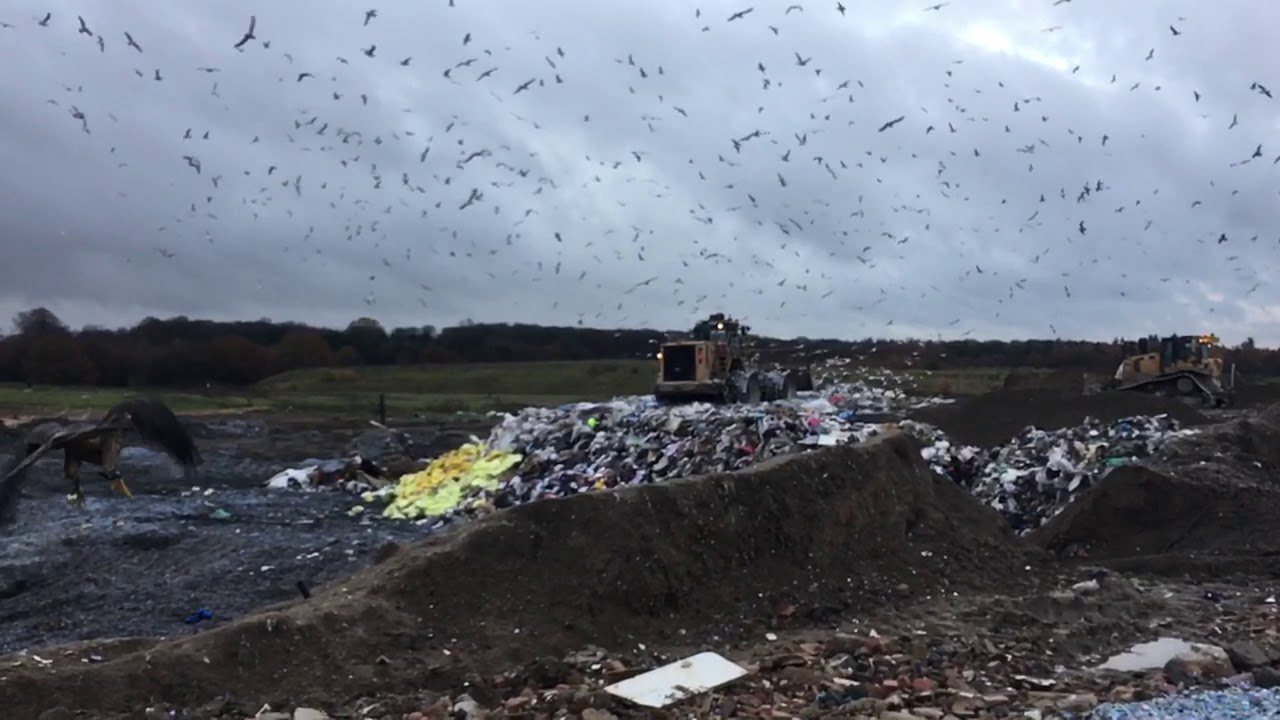 Landfill Bird control - YouTube