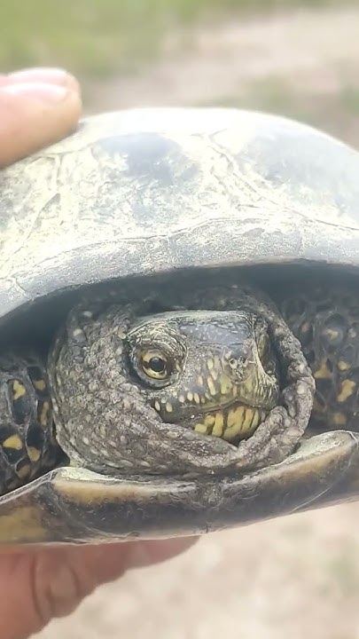 мото черепаха!))) - YouTube