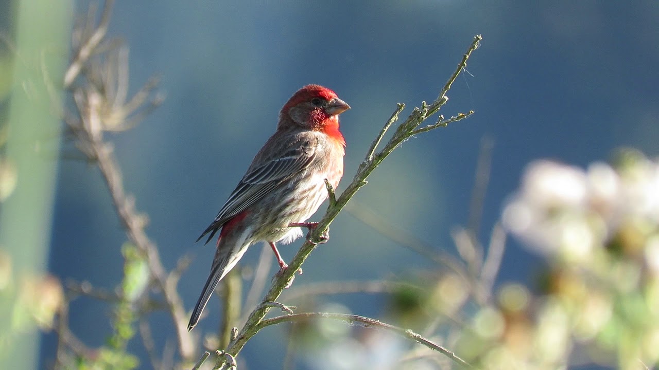 House finch on the Fraser River - YouTube