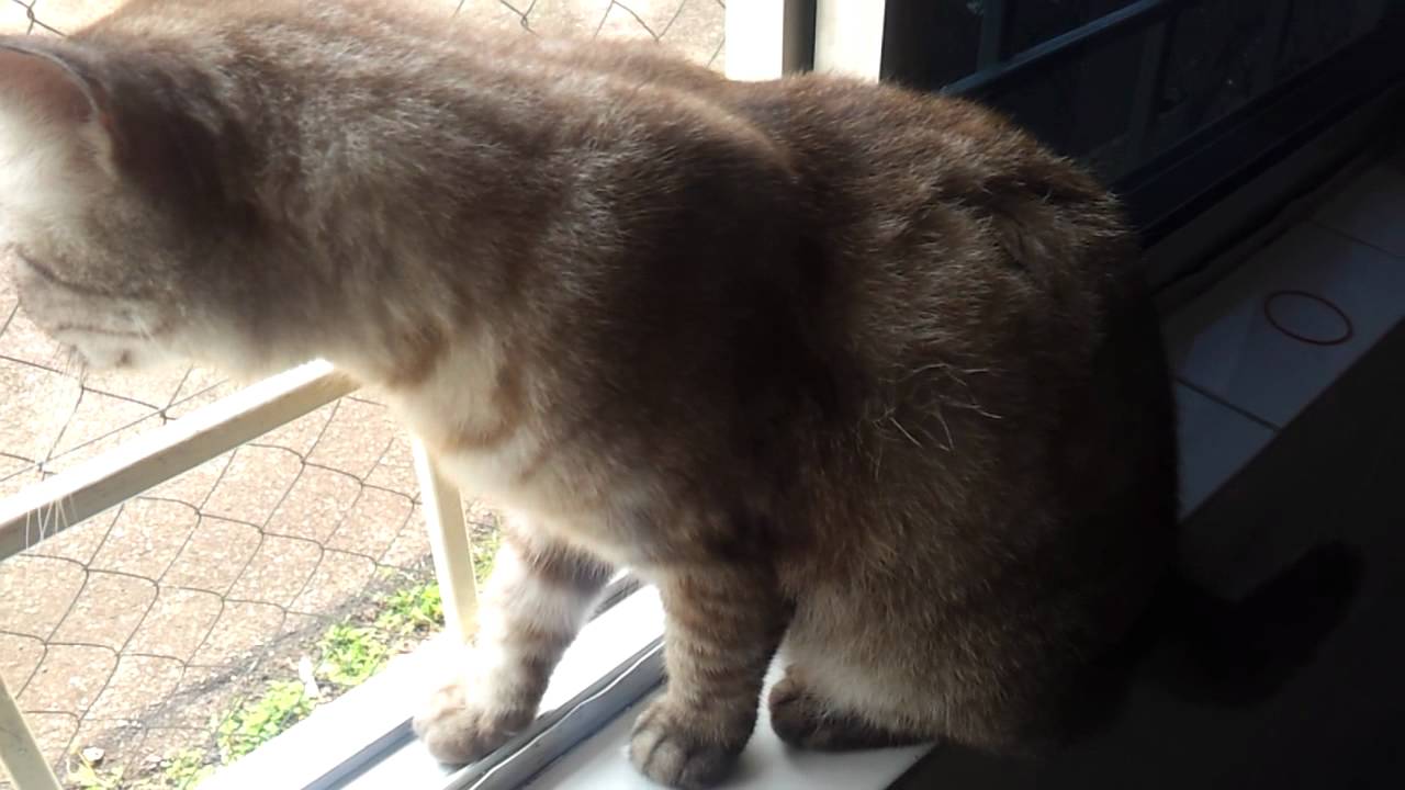 Sep 2011 Cat jumps up the window - YouTube