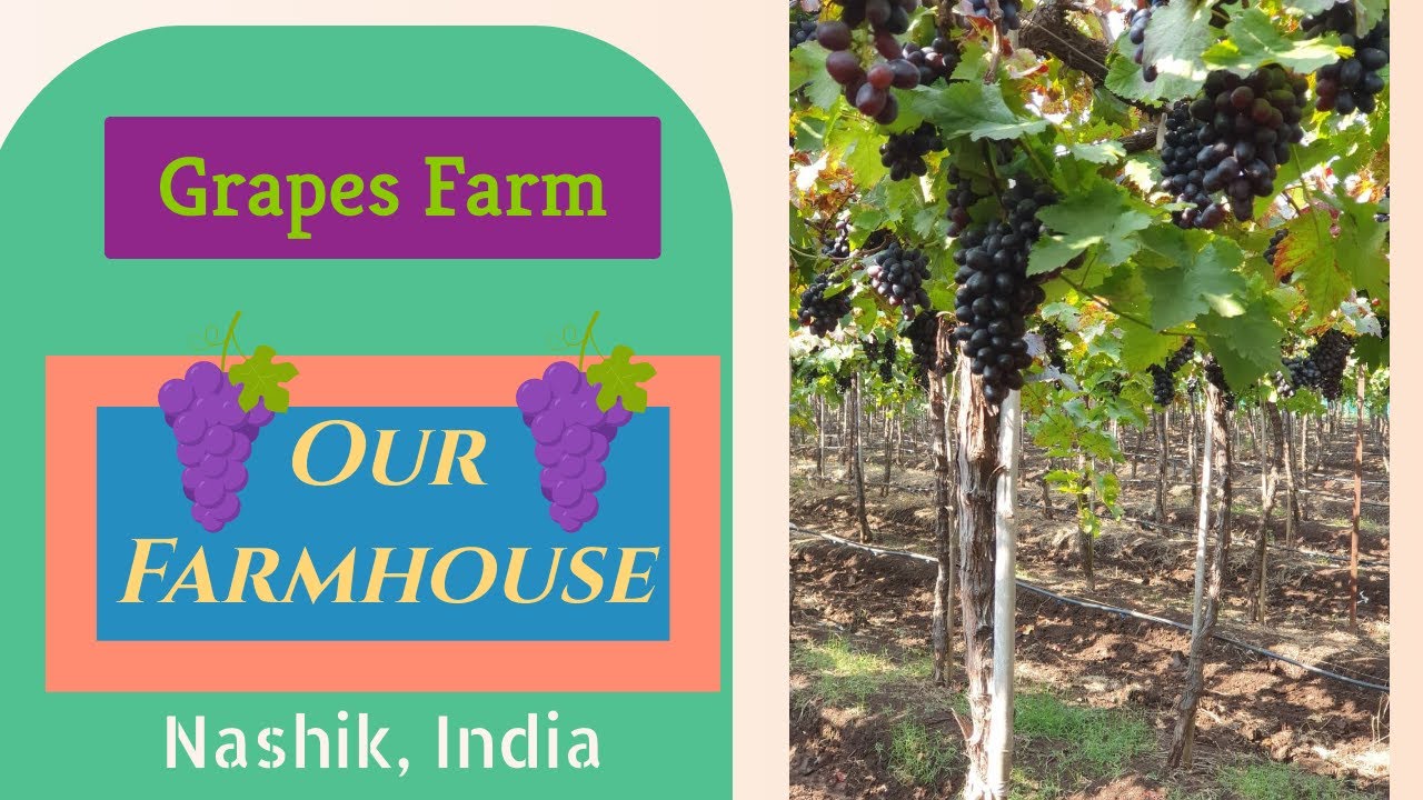 Farmhouse & Vineyard of Nashik | Farmhouse | Grapes Farm in Nashik ...