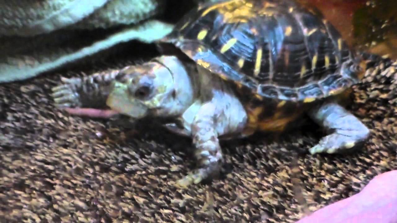My turtle Porkchop, eating a worm. - YouTube