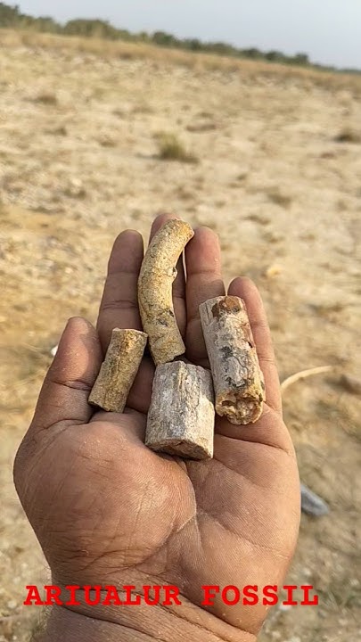 Amazing Ariyalur#fossil #fossil - YouTube