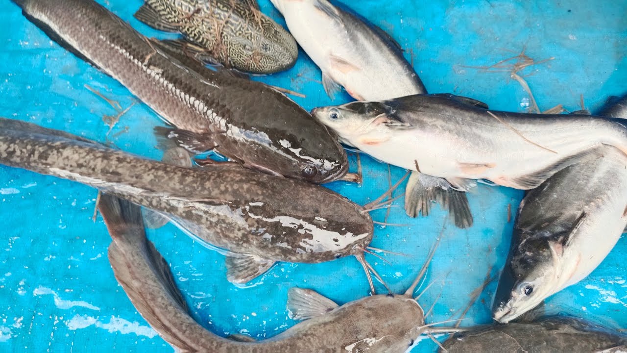 menangkap ikan lele dumbo ikan paten ikan gabus ikan sapu sapu di kolam ...
