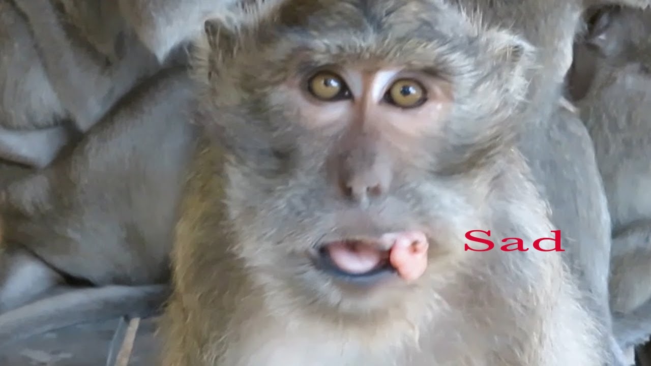 Pitiful Diva monkey and baby Devo Very Sad waiting food from the people ...