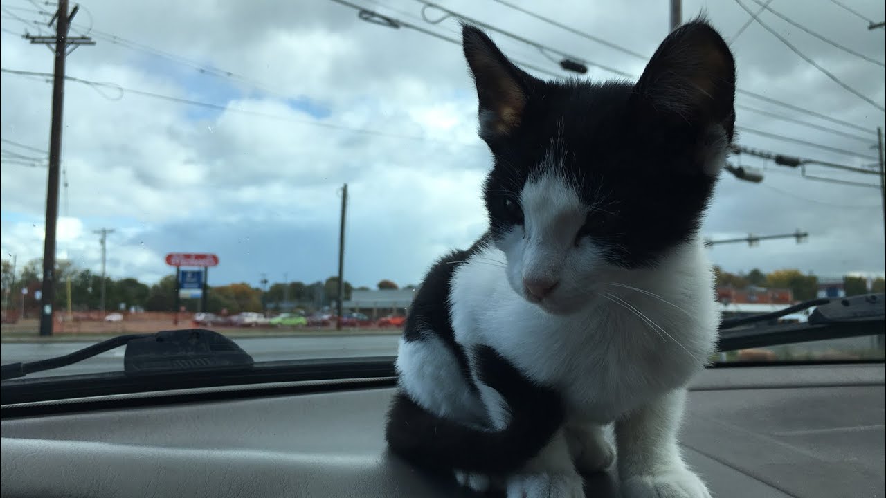 Driving back to Cleveland from Sandusky Ohio 🚗 - YouTube