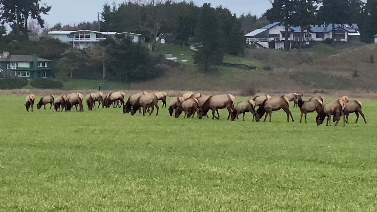 Roosevelt Elk Herd Up Close in Sequim - YouTube