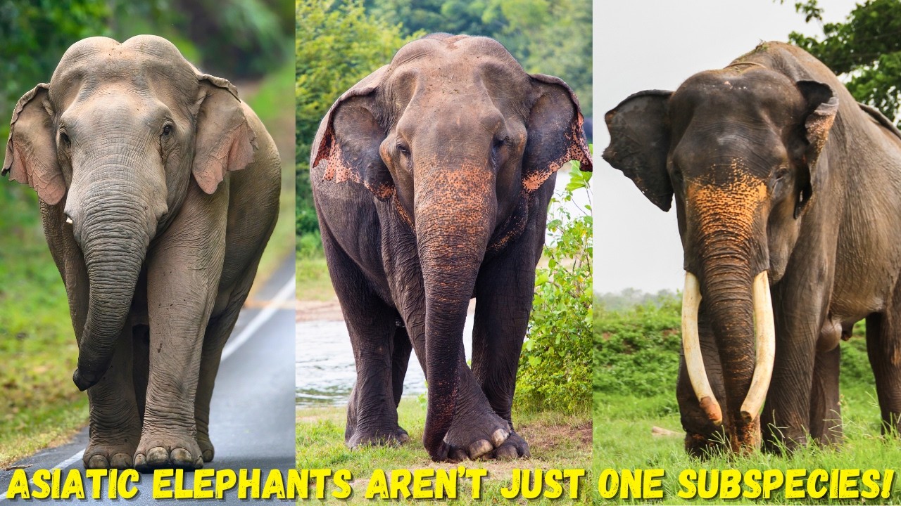 All Subspecies Of Asian Elephants | Elephant Facts And Size Comparison ...