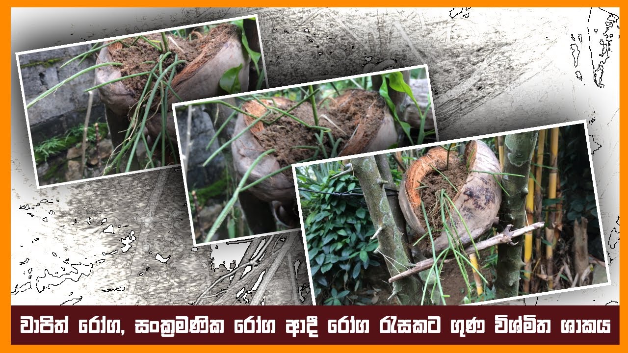 වාපිත් රෝග ආදී රෝග රැසකට ගුණ දෙන නවහන්දි | Nawahandi Plant - YouTube