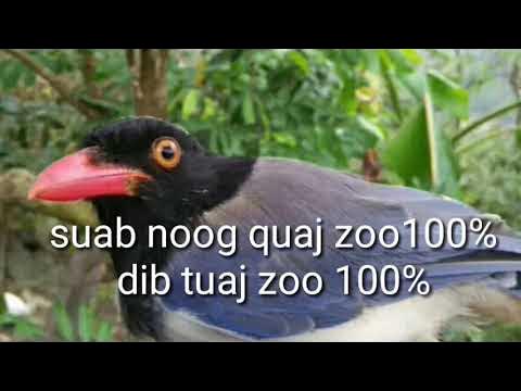 suab noog quaj zoo 100% dib tuaj zoo 100%.tiếng chim mồi chuẩn 100%(lub neej toj siab) - YouTube