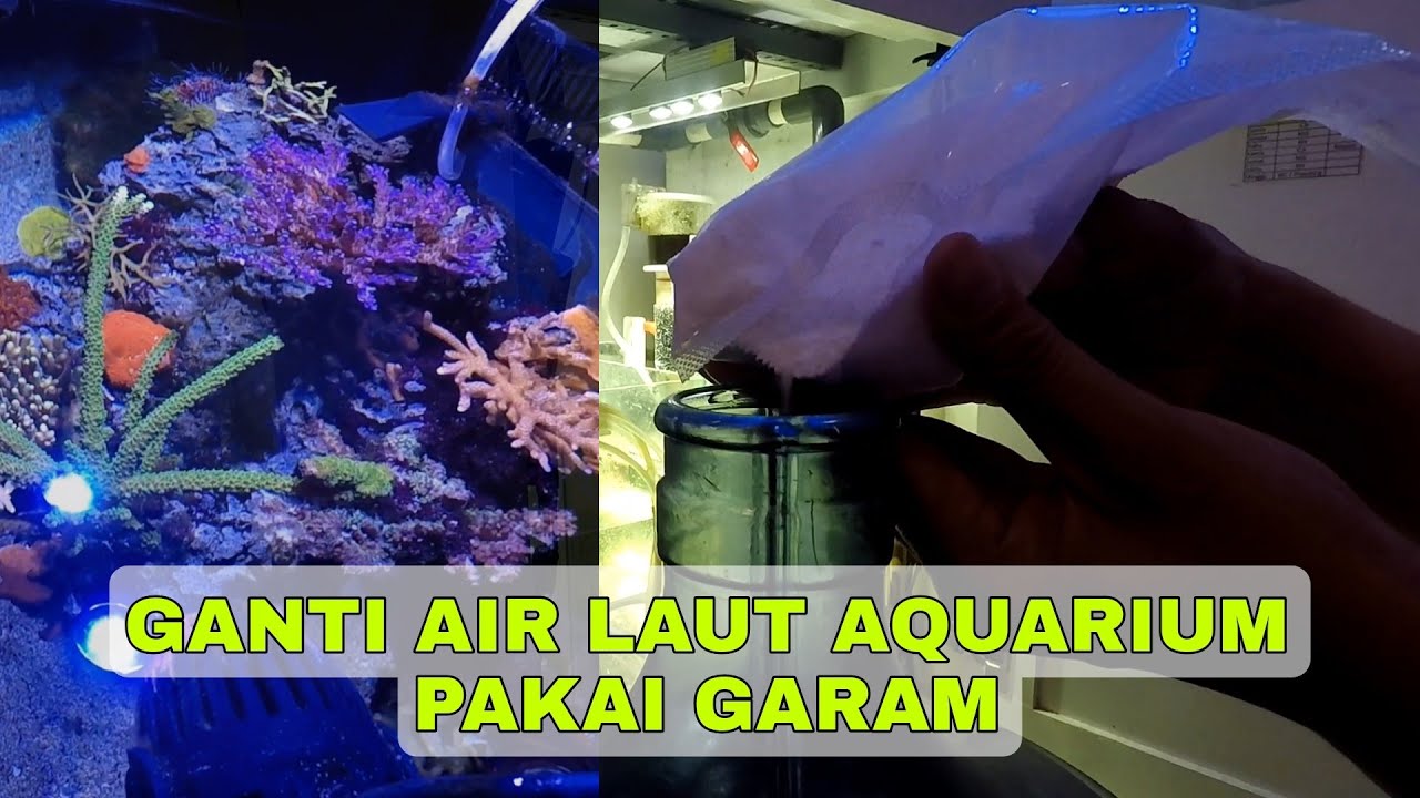 CARA MERAWAT AQUARIUM AIR LAUT GANTI AIR LAUT PAKAI GARAM REEF NANO ...