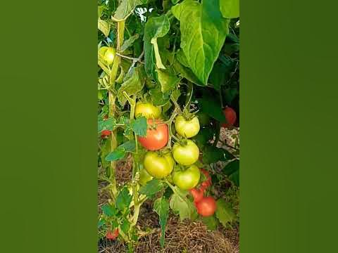 Томат*Красная стрела* - YouTube