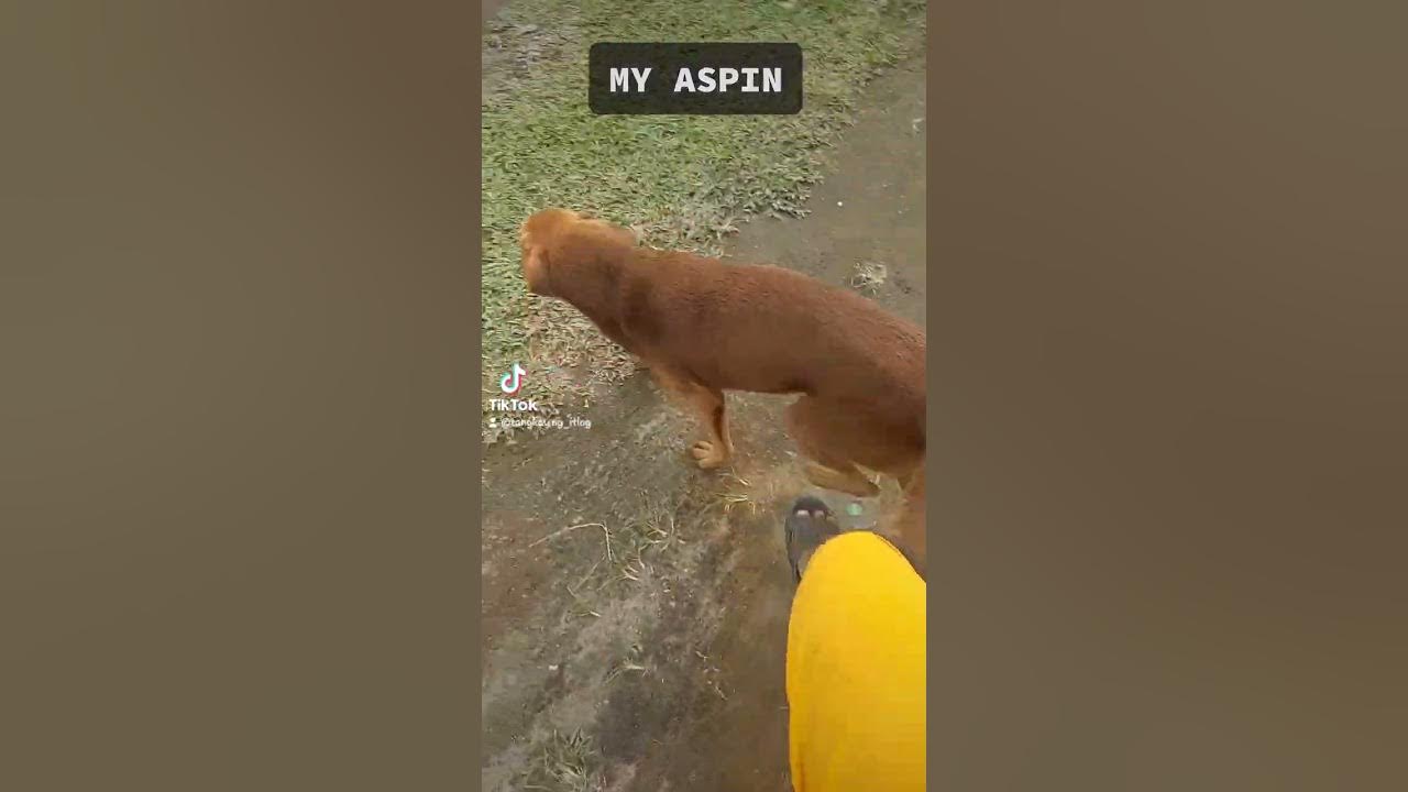 my aspin - YouTube