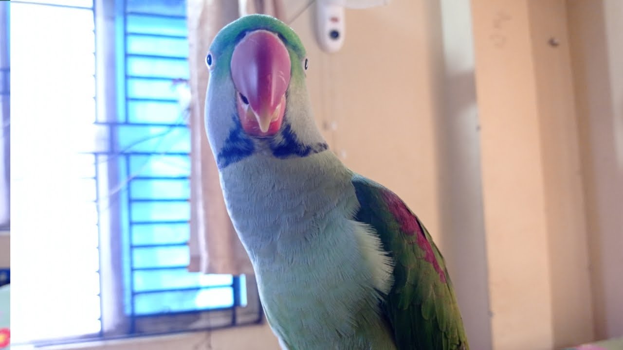 Cute Voice Talking Parrot||Best Cute talking Parrot Calling Mama Video ...