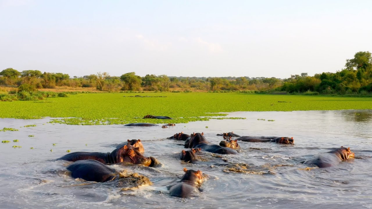 Hippo Pool Sounds | Ishasha Uganda - YouTube