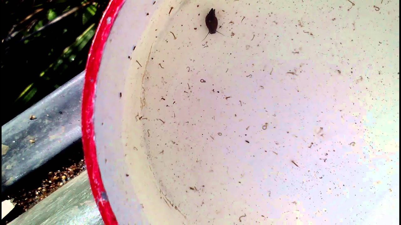Mosquito Larvae in Dipper, Decatur, Illinois - YouTube