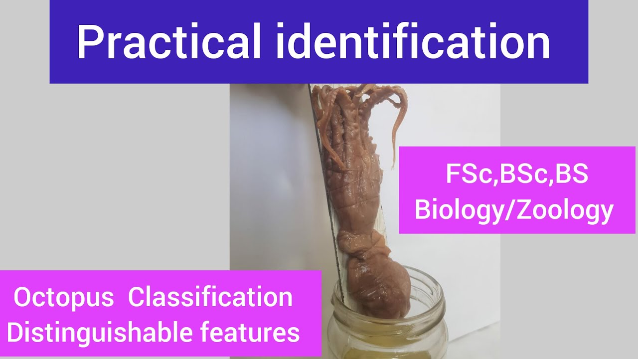 Octopus distinguishable features|Octopus characteristics|Octopus ...