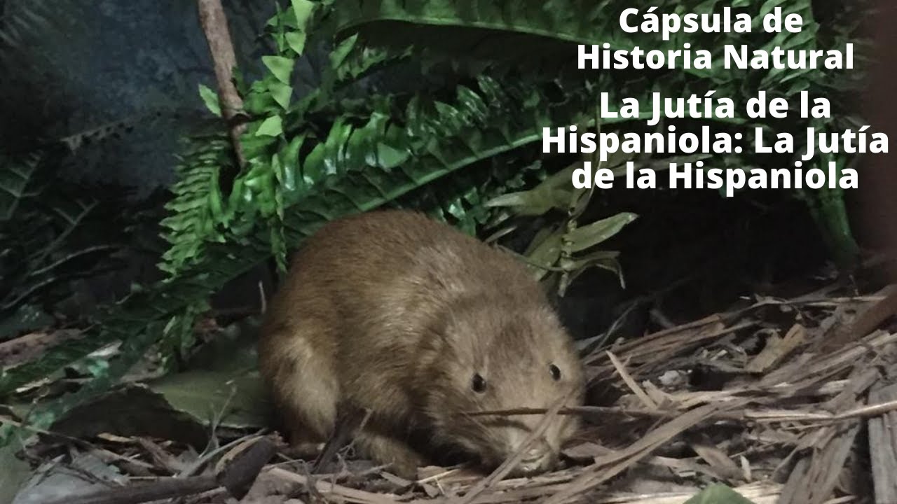 La Jutía de la Hispaniola: un mamífero relicto (Cápsula de Historia ...