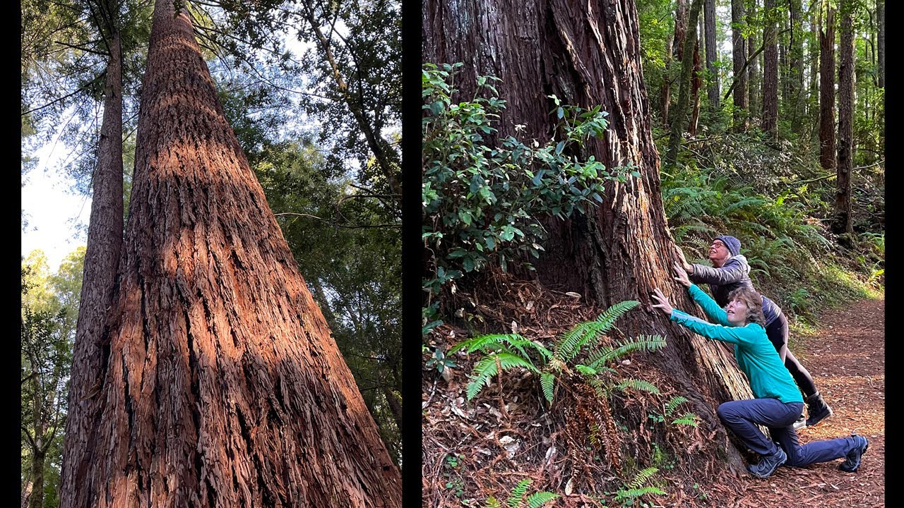Oregon Coast Redwoods to Brookiings - YouTube