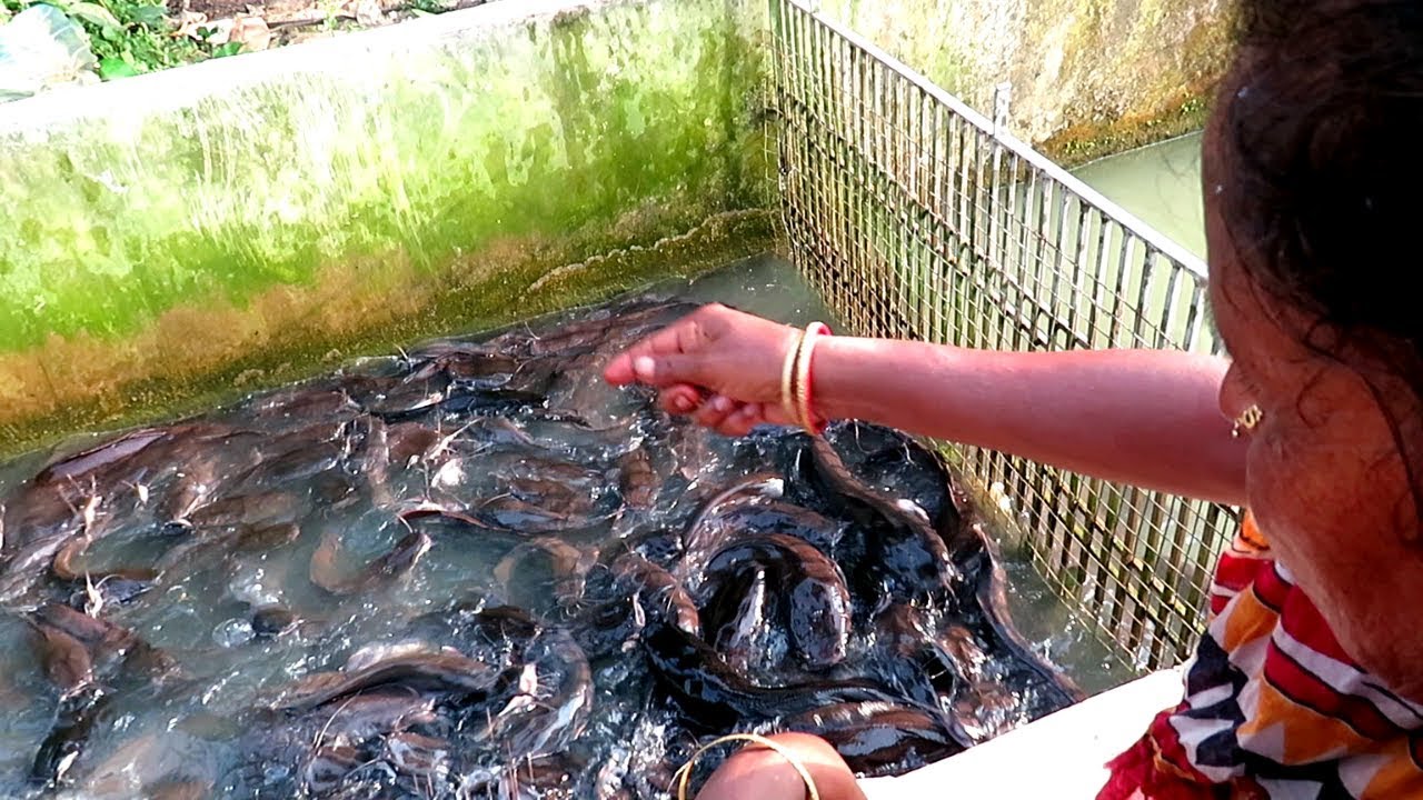 Amazing Big Indian Hybrid Magur Fish Farming Business in Tank ...