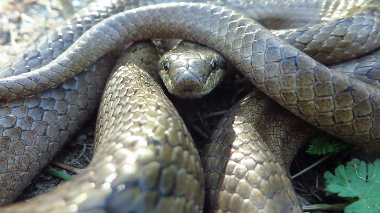 Rézsikló Dunaújvárosban - YouTube