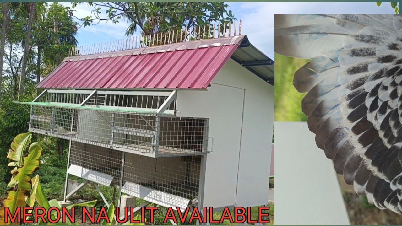 RACING PIGEONS UPDATE | TAIWAN BIRDS UPDATE 🇹🇼🇹🇼🇹🇼 - YouTube