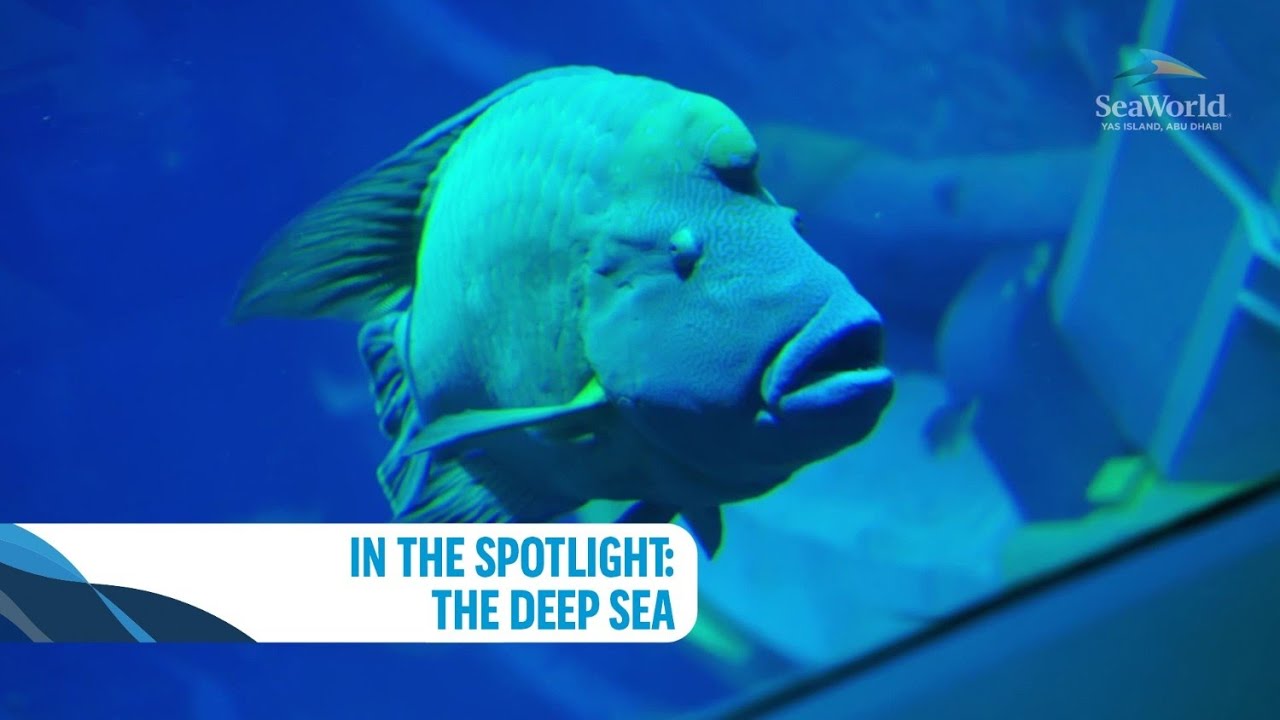 The Deep Sea: In The Spotlight | SeaWorld Yas Island, Abu Dhabi - YouTube