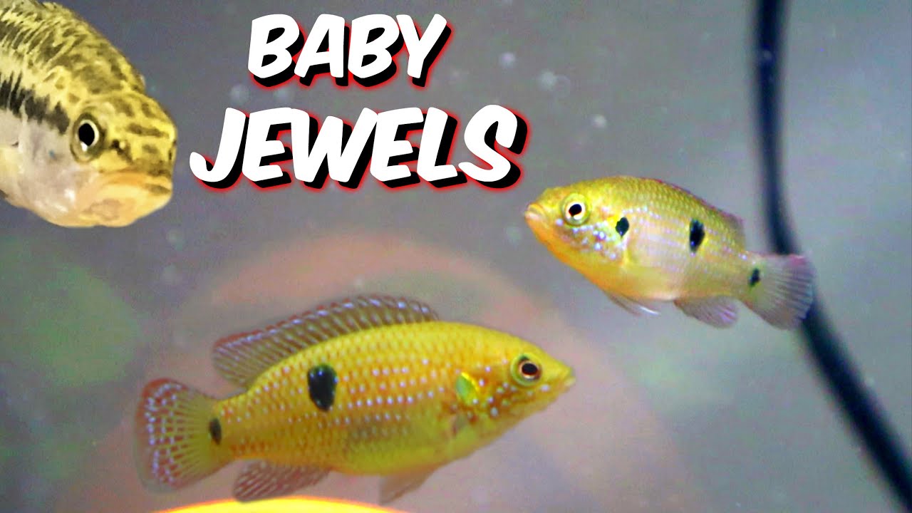 My JEWEL CICHLID Tank ( Jewel Fish Fry ) - A1A Adventures - YouTube