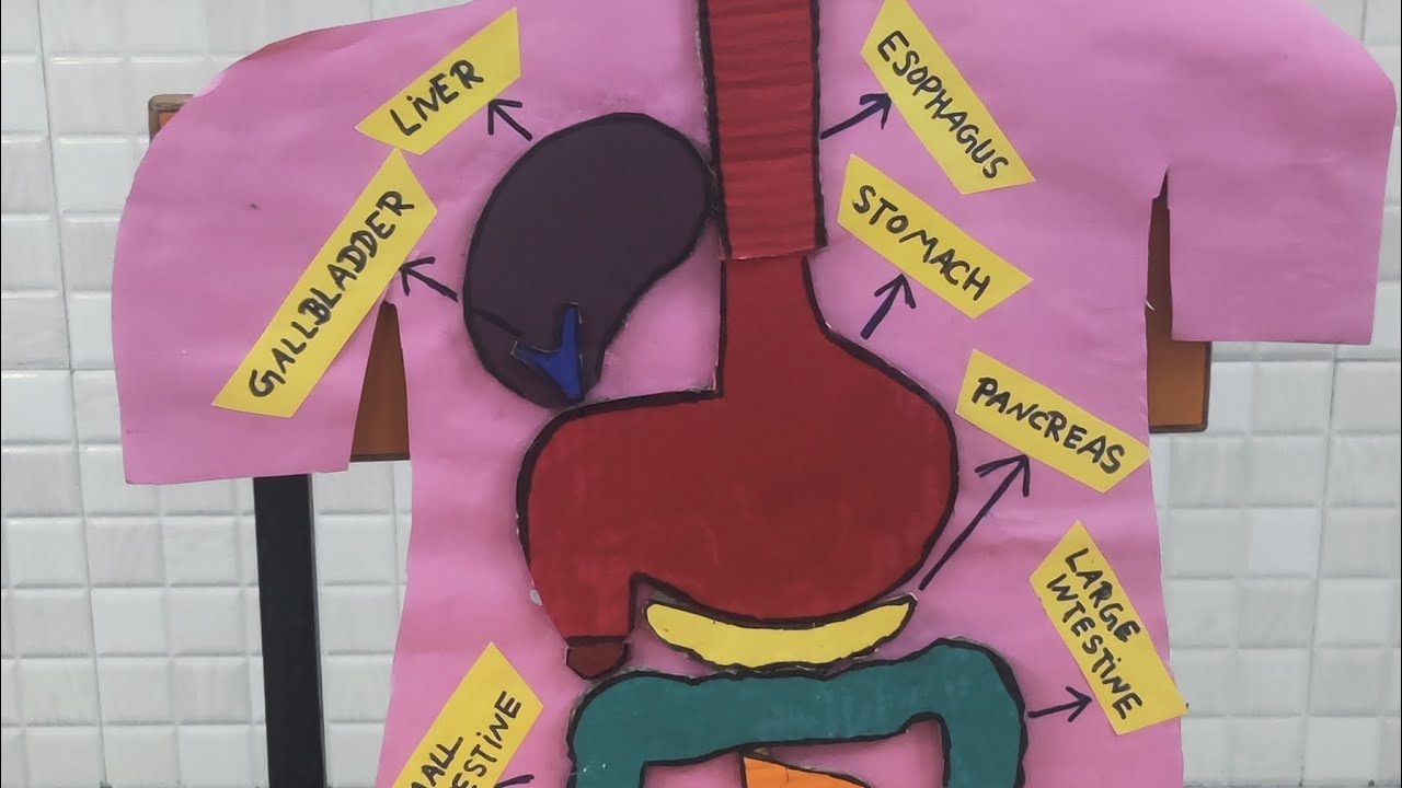 Demonstration of Human Digestive system class 7 - YouTube