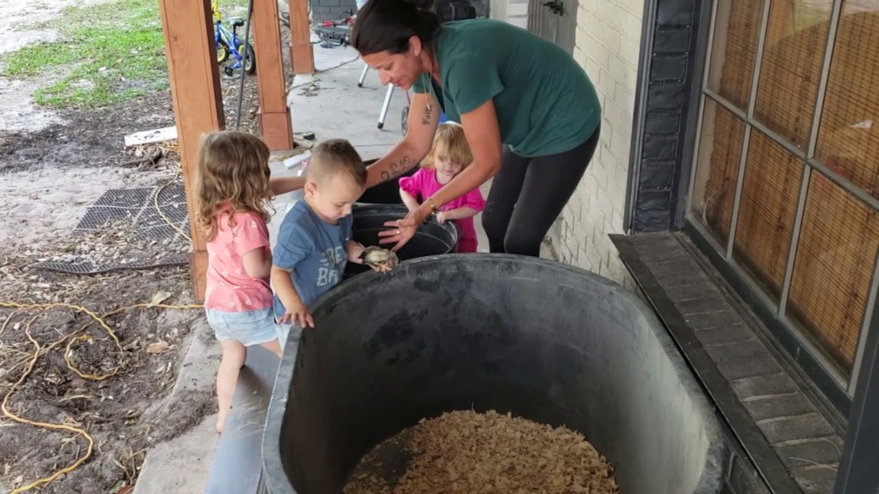 Pool play and baby chickens - YouTube