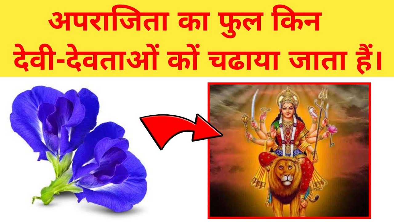 Aprajita ka plant | Aprajita का फूल किस भागवान कों चढाया जाता हैं ...