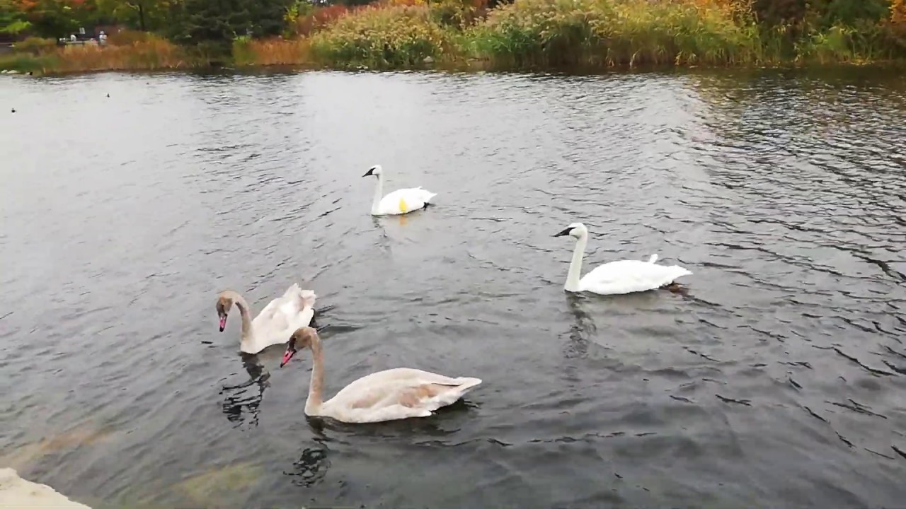 Four swans - YouTube