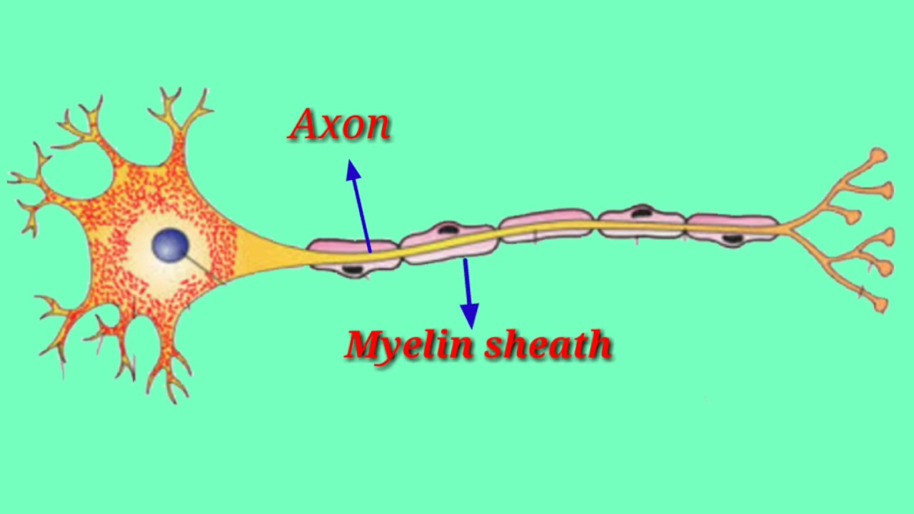 Structure of nerve cell .10th class - YouTube