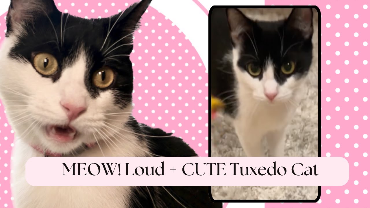 MEOW! Loud + CUTE Tuxedo Cat - TikTok Video Compilation - YouTube