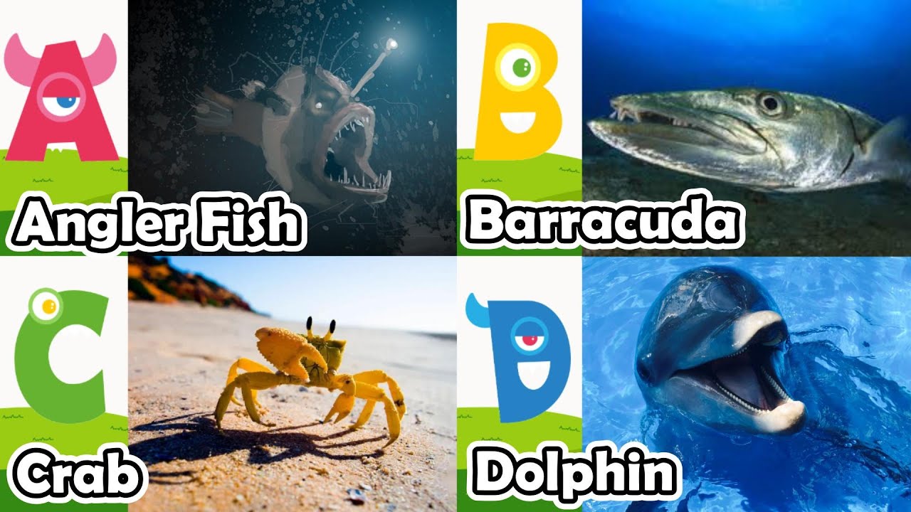 ABC Sea Animals song | Learn Alphabets | English and Animals for Kids ...