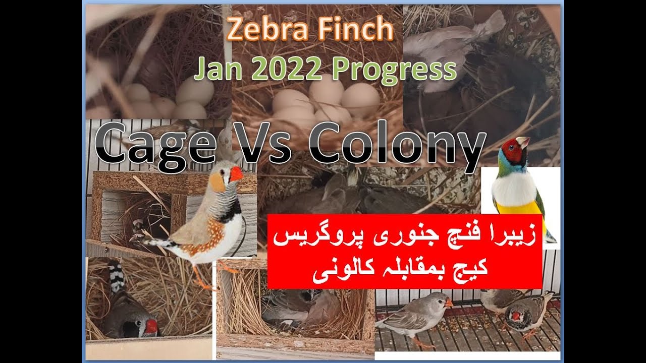 Zebra Finch January 2022 progress Cage vs Colony | Finches | Finch ...