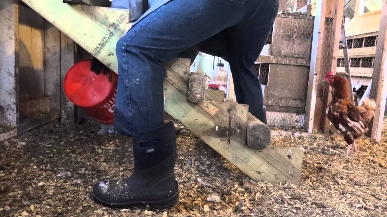 Hawk in Chicken Coop (Hunter being Hunted) - YouTube