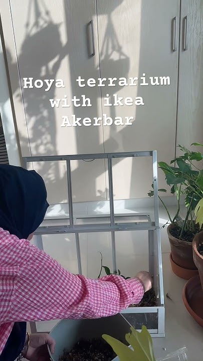Hoya terrarium with ikea greenhouse #cute #ikeagreenhouse #ikea #terrarium #hoyaplant #hoyaadict ...