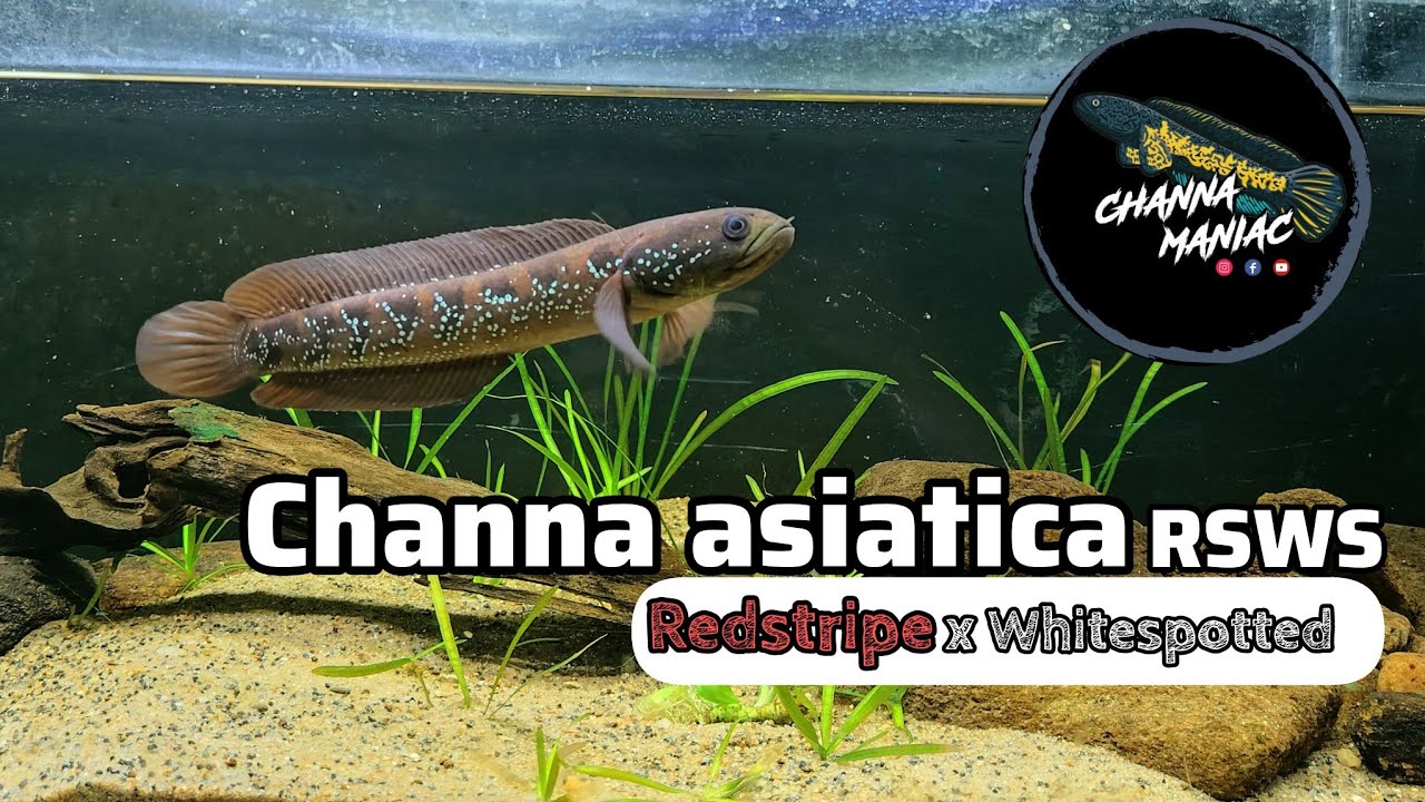 Channa Asiatica Rsws - Cinematic - YouTube