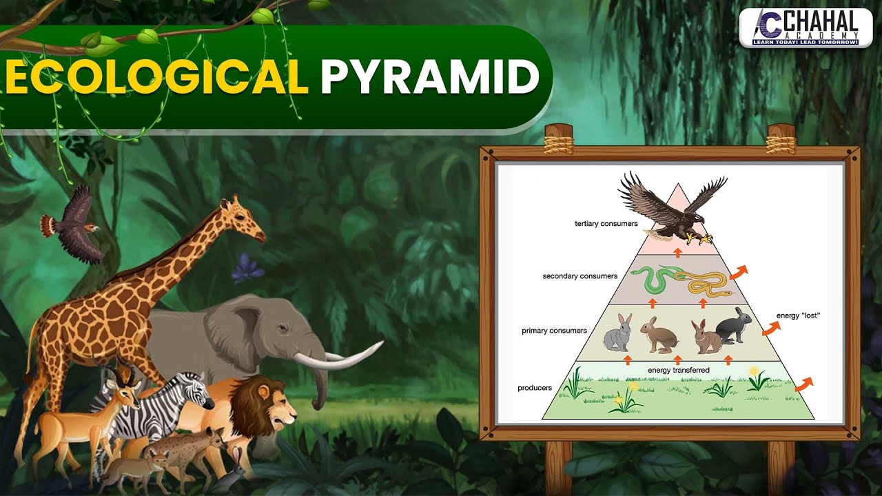 Ecological Pyramid for IAS/UPSC Civil Services Exam: Environment ...