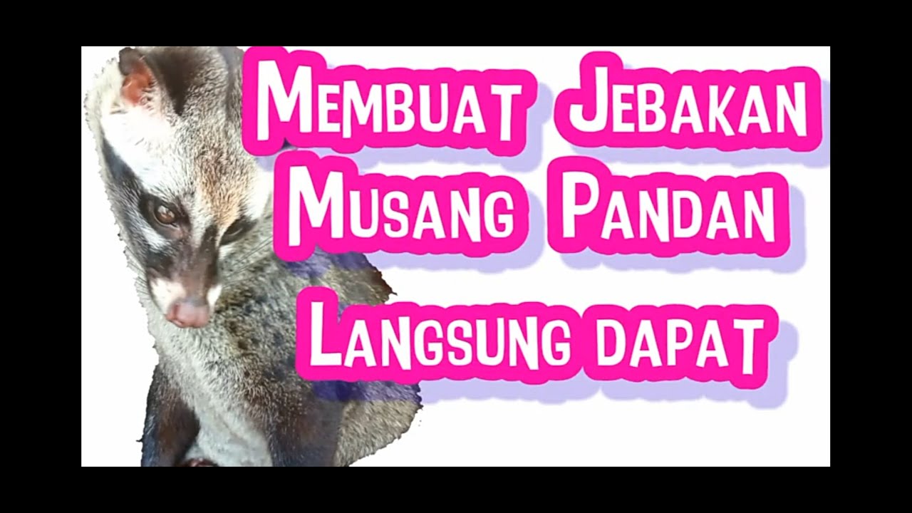 Membuat dan memasang jebakan musang pandan - YouTube