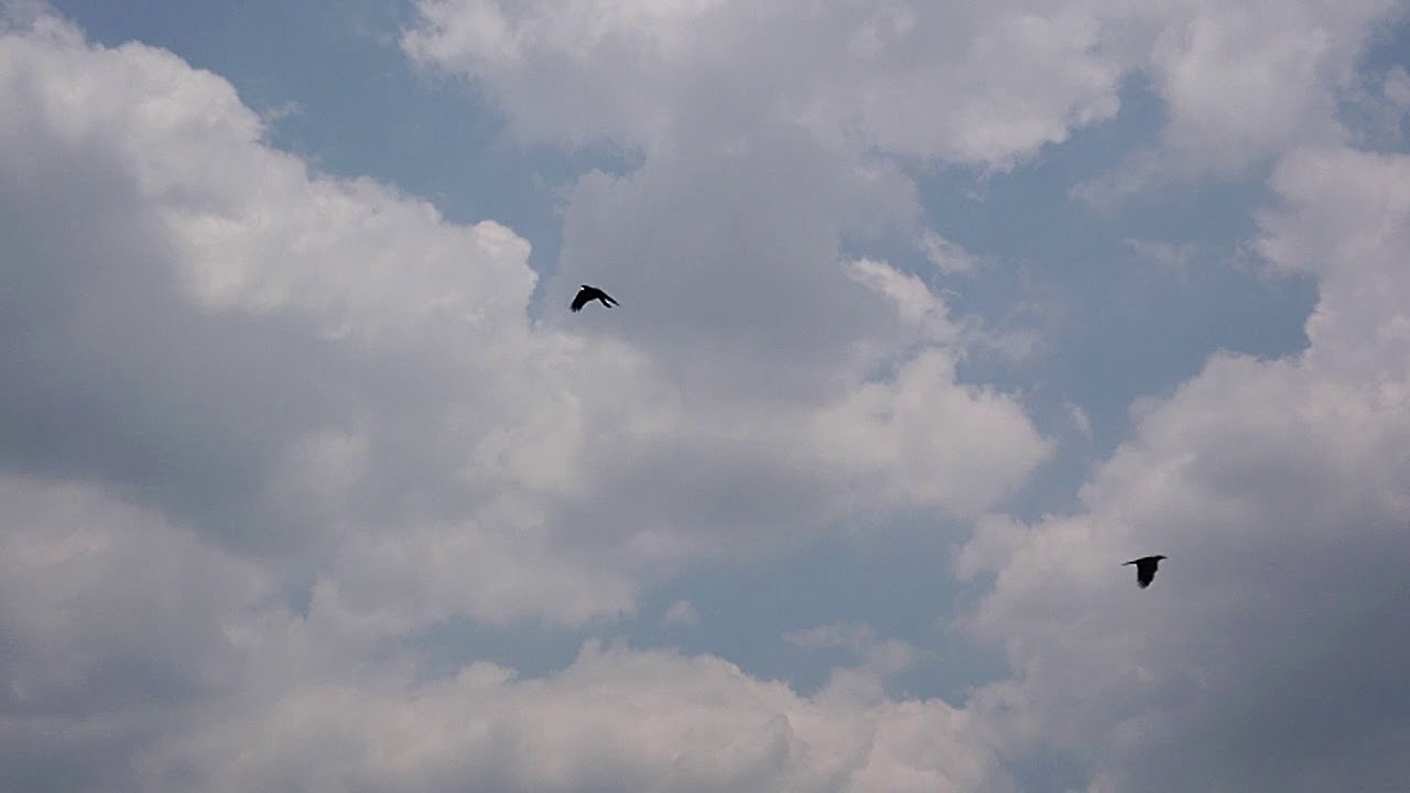 960fps Slow Motion Birds In Flight Part B @20190319 - YouTube