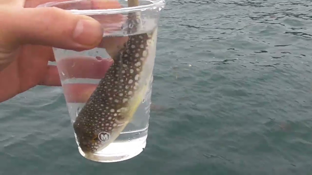 A puffer fish that blows air from its swollen stomach and makes it ...