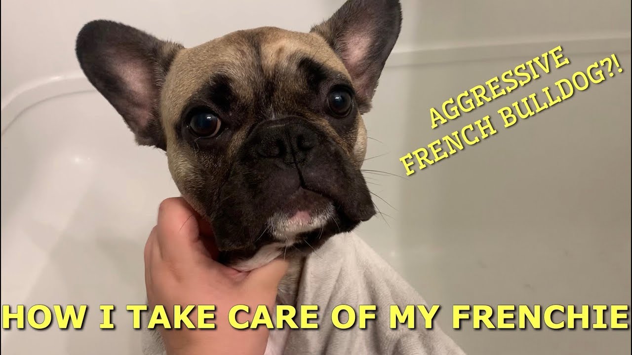 AGGRESSIVE FRENCH BULLDOG?! HOW I TAKE CARE OF MY FRENCHIE - YouTube