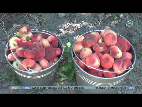 Şaftalı bağlarında yığım davam edir
