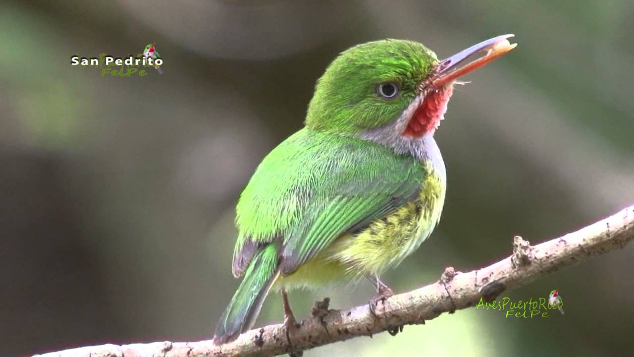 Alimentación del SAN PEDRITO (PUERTO RICAN TODY) - Conociendo al San ...