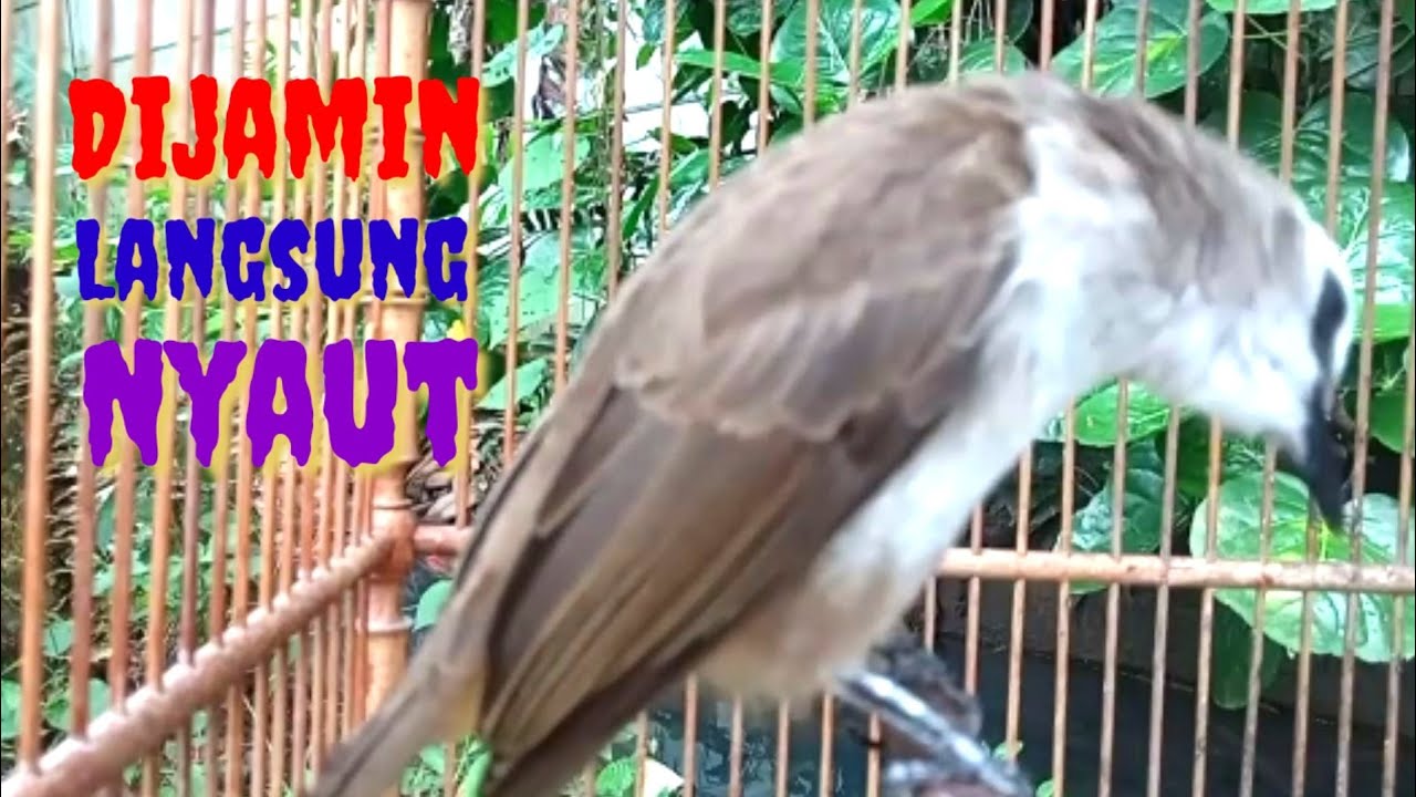 Semua Jenis Trucukan Dijamin Langsung Nyaut Dengar Panggilan Trucuk Ini ...