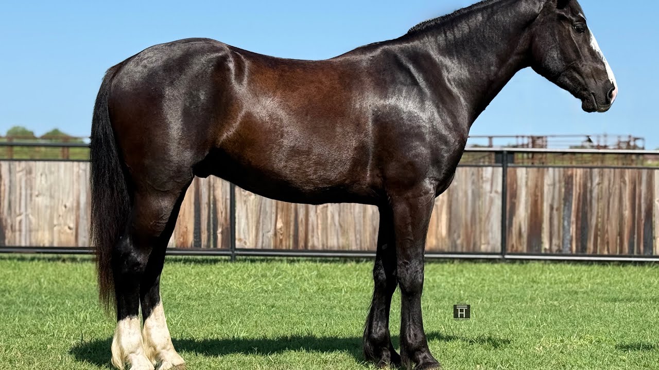 Monty - Draft Cross Gelding - YouTube