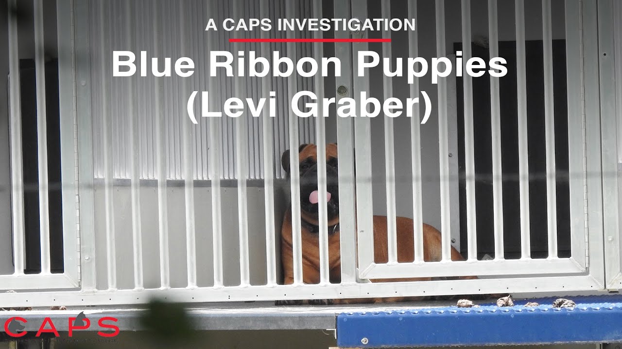 A CAPS Investigation of Blue Ribbon Puppies (Levi Graber) - YouTube